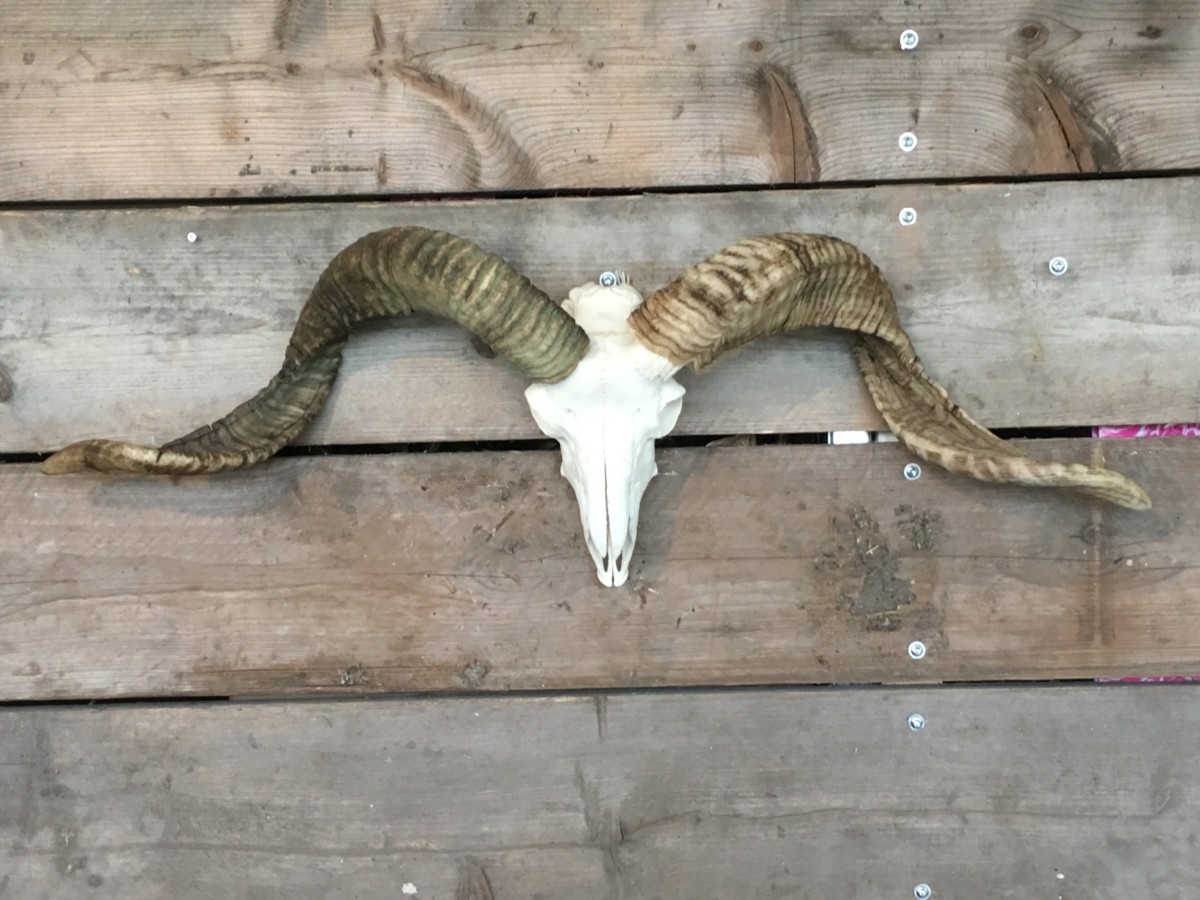 Schedels - Magazijn22