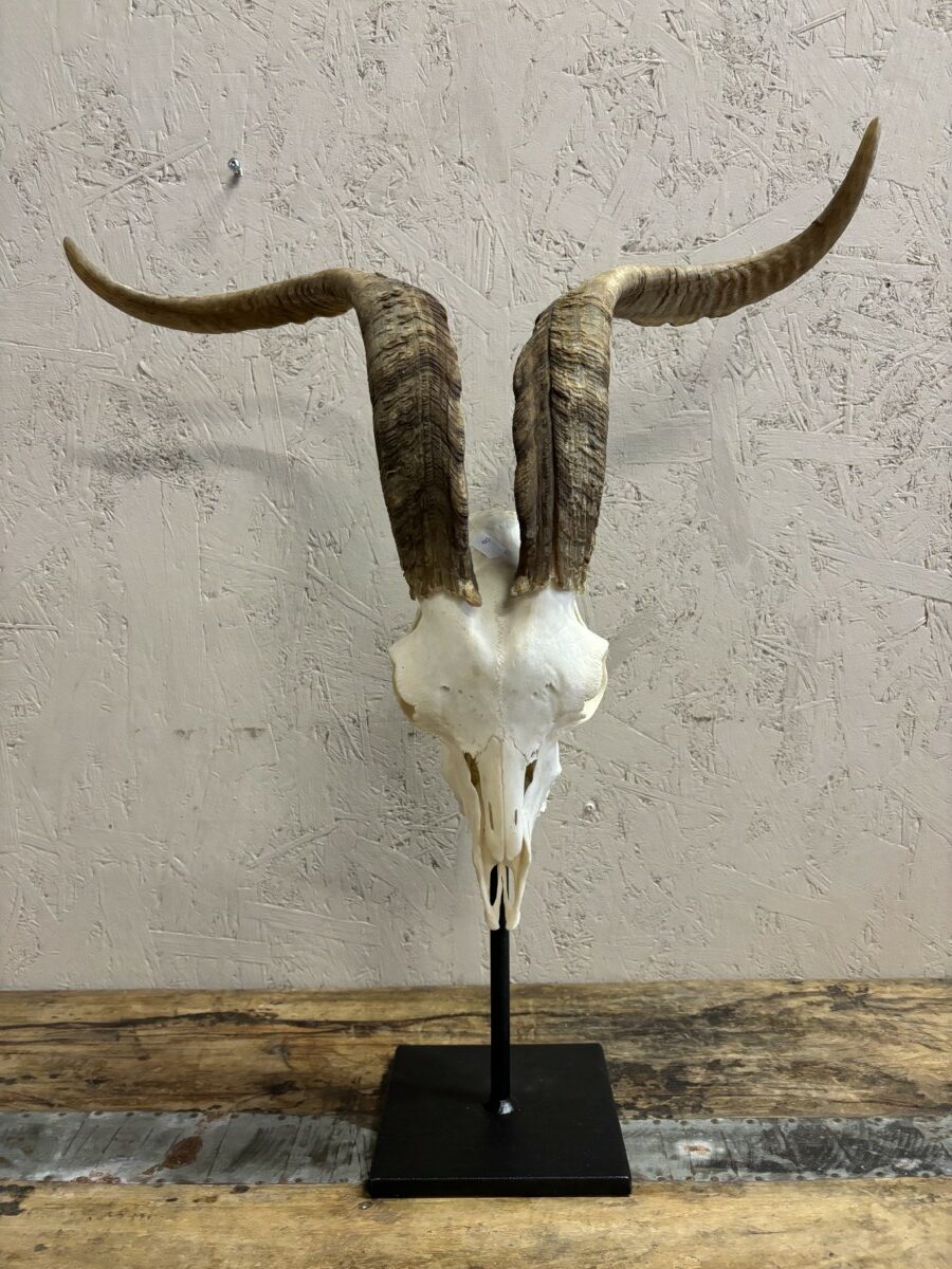 Geiten schedel op statief (8) - Magazijn22