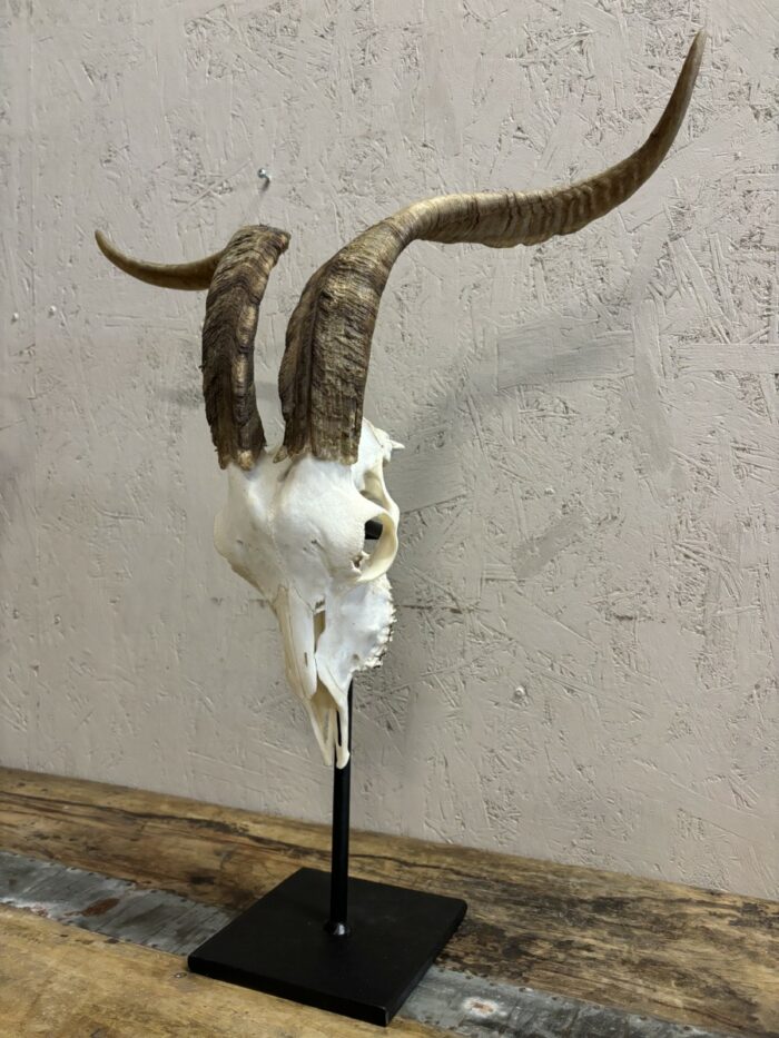 Geiten schedel op statief (8) - Magazijn22